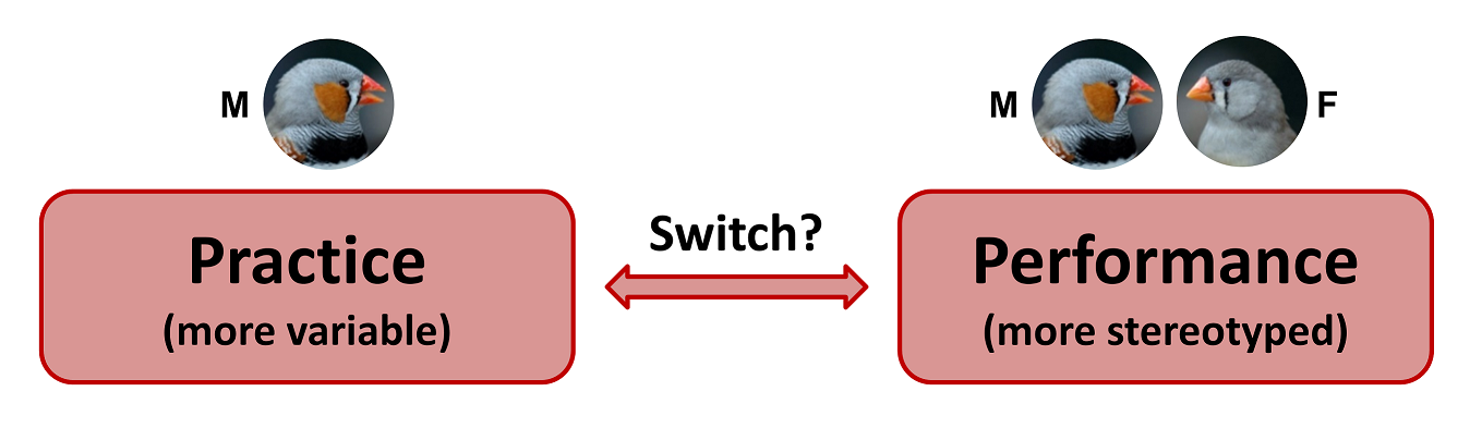 2. Performance: How does the brain switch between practice and performance modes? | Gadagkar Lab